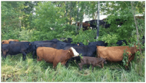 Regenerative Brush Management: Part II - Understanding Ag